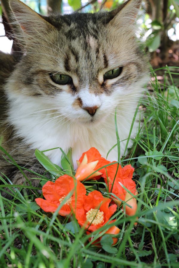 Pretty cat stock photo. Image of kitty, kitten, cute - 59761214