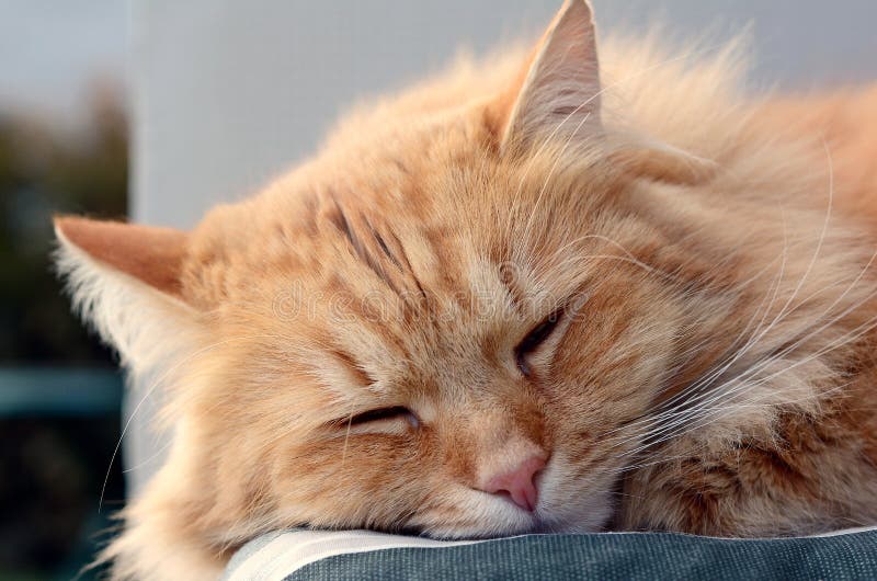 Pretty cat stock image. Image of gold, cute, fantastic - 38907523