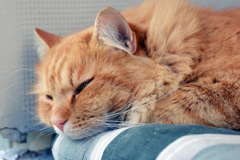 Pretty cat stock photo. Image of adorable, feeling, lion - 38907624