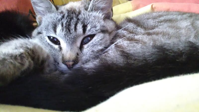 Pretty cat stock photo. Image of animal, litte, pretty - 117775680