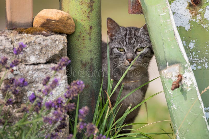 A Cat Looks through a Crack Stock Photo - Image of felino, looks: 189711612