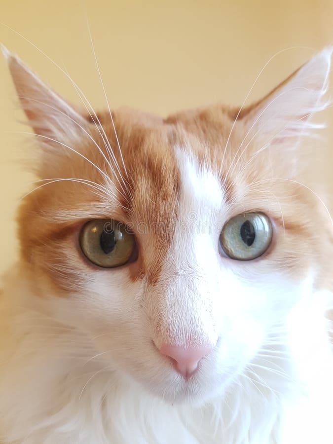 Pretty cat muzzle stock photo. Image of portrait, view - 134588494