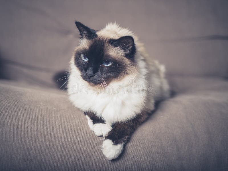 Fluffy Birman Cat Sleeping on Sofa Stock Photo - Image of sleep, head ...
