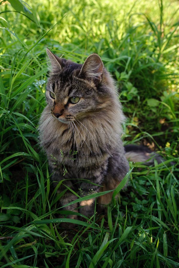 Pretty cat stock image. Image of outdoor, hiding, nature - 33100931
