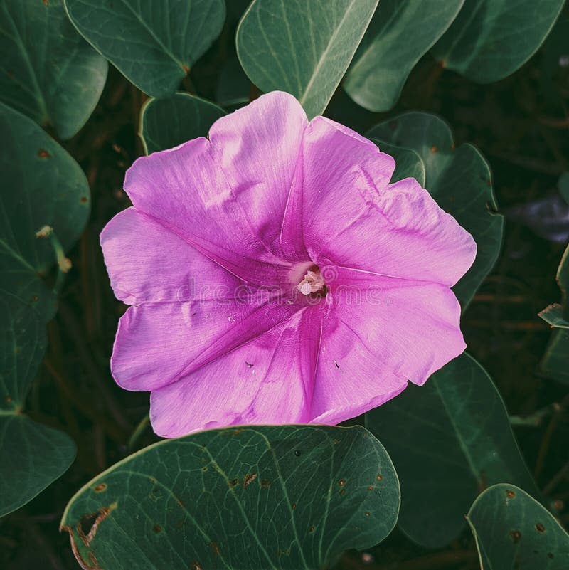 Pretty Caught in Wild stock image. Image of herb, lilac - 262890375