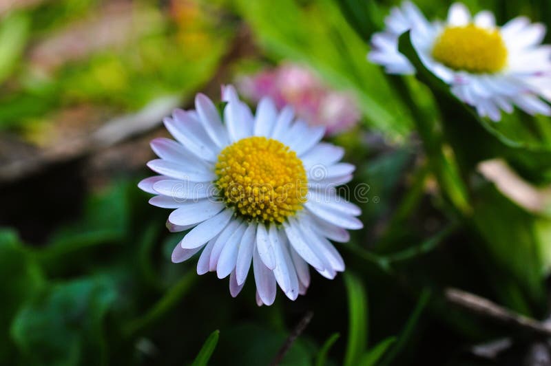 Pretty Chamomile Flowers - Hello Spring Stock Image - Image of nature ...