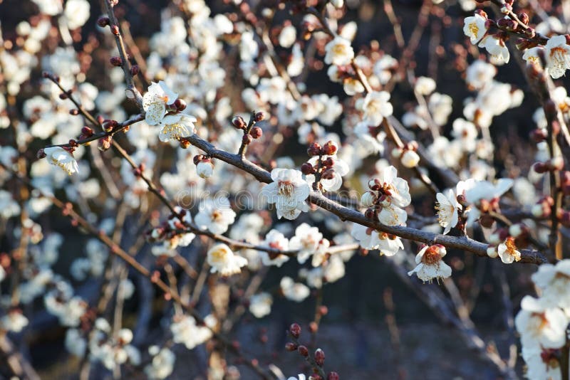 Pretty Cherry Blossom Flowers on the Branches of the Tree Stock Image ...