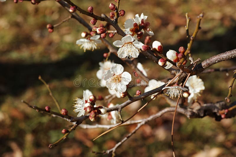 Pretty Cherry Blossom Flowers on the Branches of the Tree Stock Image ...