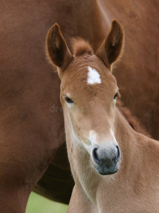 Pretty Chestnut Foal stock image. Image of foal, outdoor - 111463869