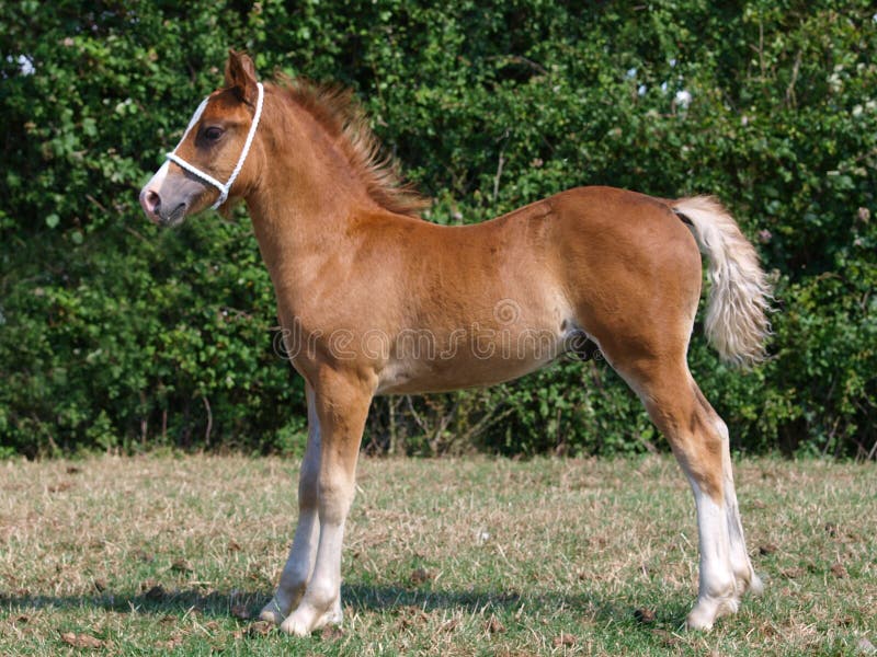 193 Chestnut Welsh Foal Stock Photos - Free & Royalty-Free Stock Photos ...