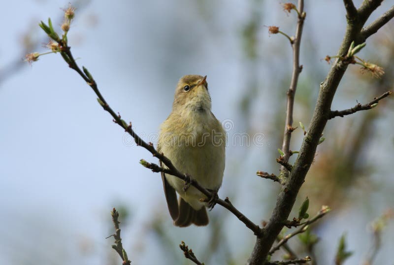 A Cute Chiffchaff, Phylloscopus Collybita, Perching on a Branch of a ...