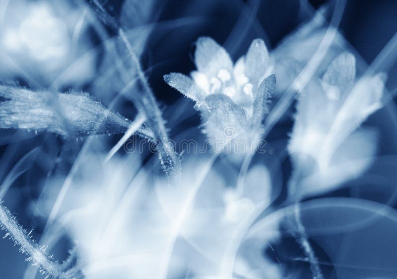 Pretty Close Up of Abstract Blue Flowers Stock Image - Image of love ...