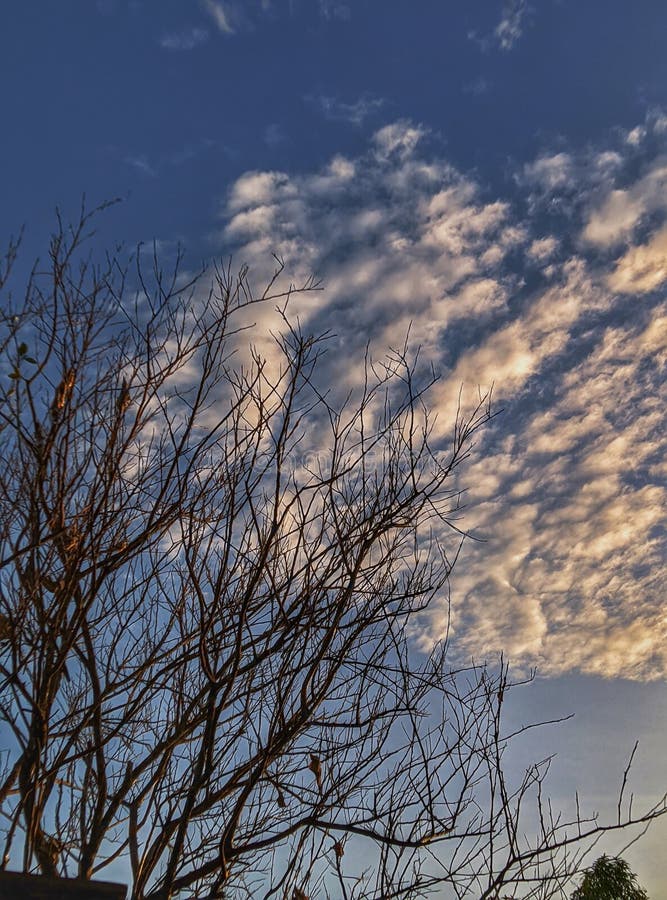 Pretty Cloud on the Blue Sky Behind a Dead Tree Stock Image - Image of ...