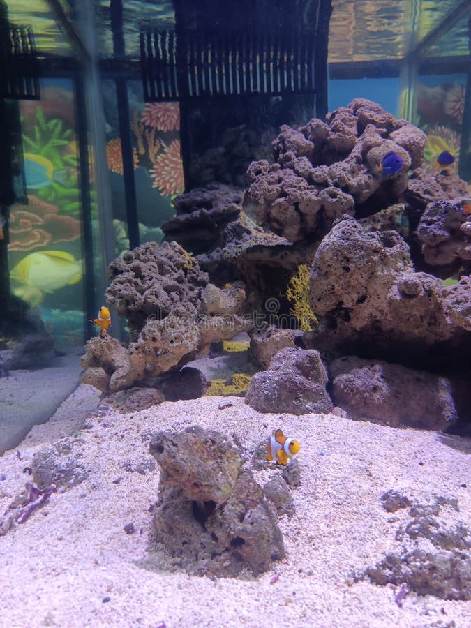 Pretty Clown Fish in Big Aquarium Stock Photo - Image of invertebrate ...