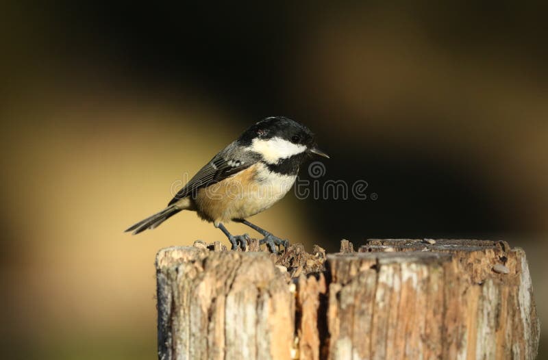 A Pretty Coal Tits Periparus Ater Perching on a Tree Stump in the ...