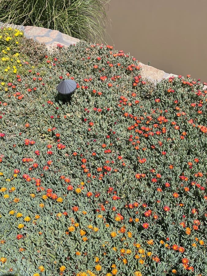 Pretty Color Desert Flower Bloom. Stock Image - Image of textile ...
