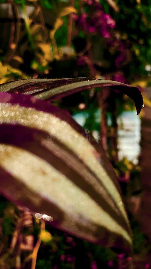 Pretty Color for Leaves in the Morning Stock Image - Image of leaves ...