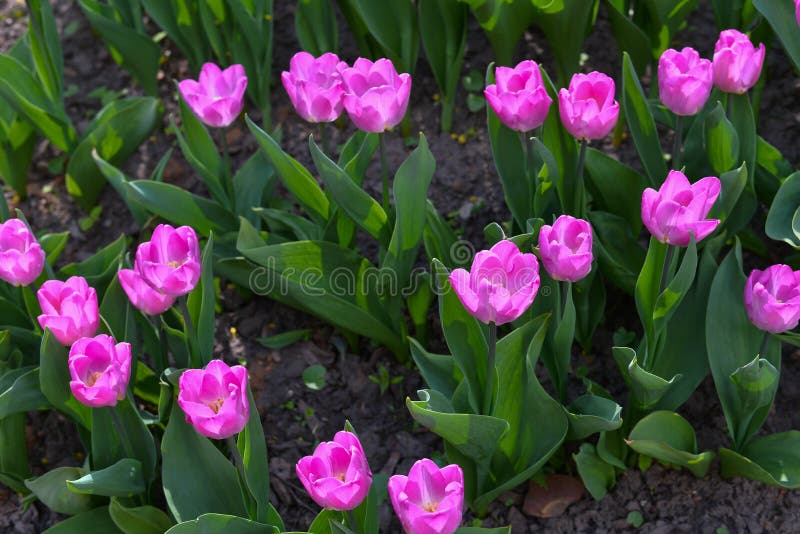 The Pretty Color of Peach Tulips Beginning To Open Under the Warmth of ...