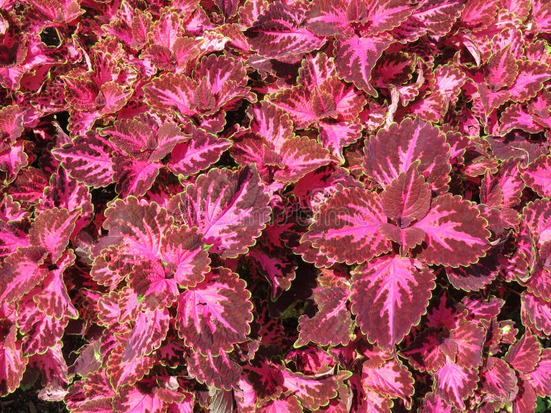 Pretty Colored Leaves in Spring in June Stock Photo - Image of leaves ...