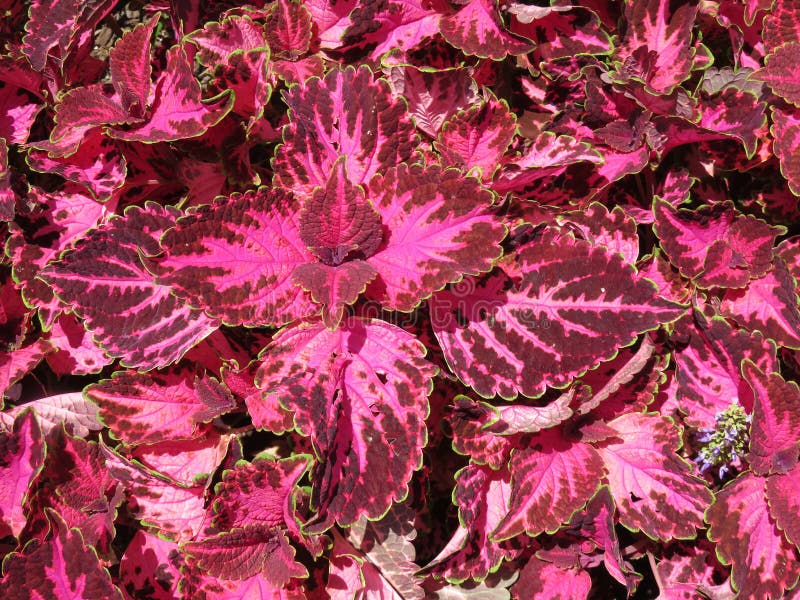 Pretty Colored Leaves in Summer in June Stock Image - Image of leaves ...