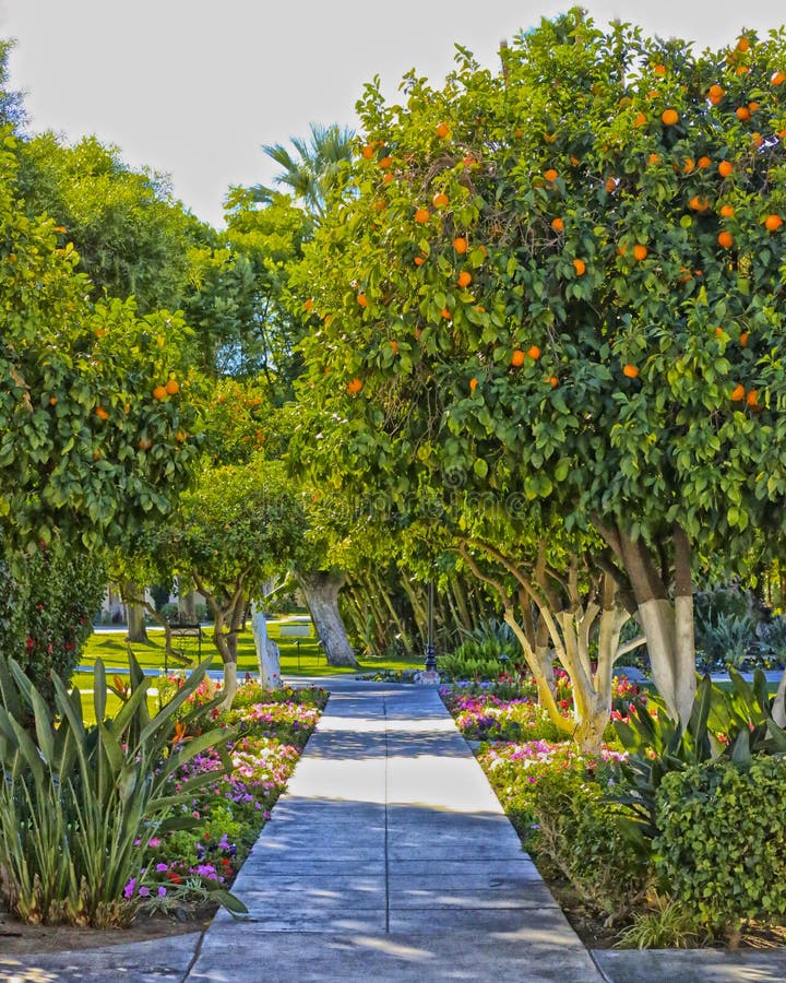 Orange trees path stock photo. Image of colorful, trees - 144330112