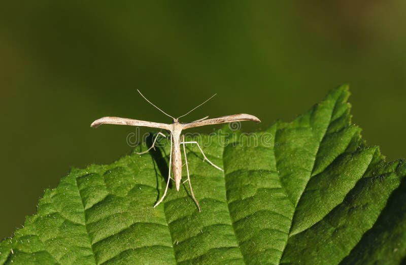 A Beautiful Common Plume Moth Emmelina Monodactyla Perching on a Leaf ...