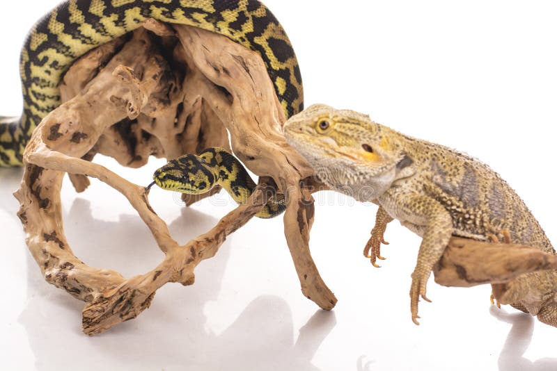 325 Pretty Python Nature Stock Photos - Free & Royalty-Free Stock ...