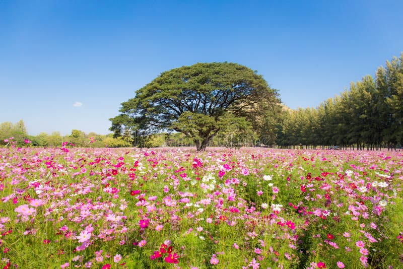 230+ Landscape big tree garden Free Stock Photos - StockFreeImages