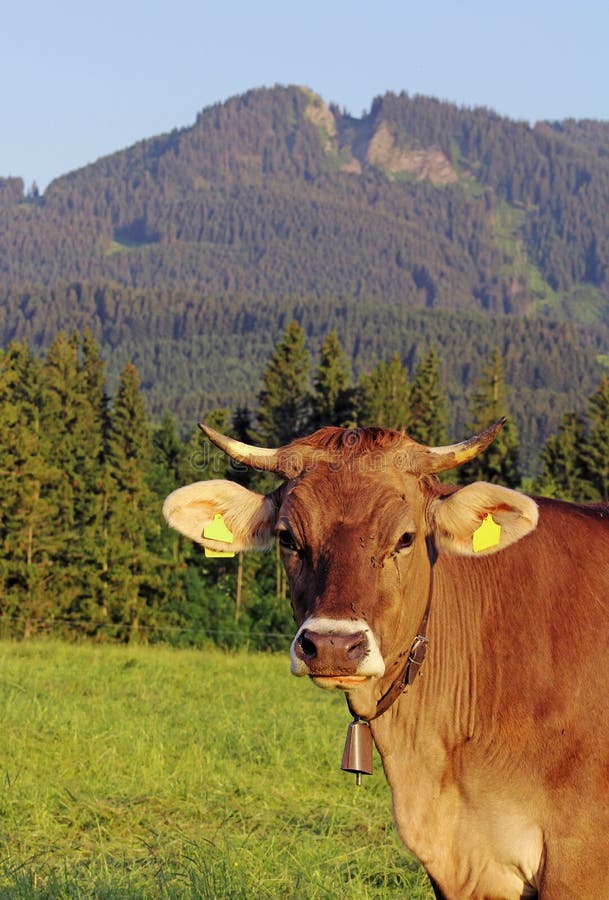 A pretty cow stock image. Image of economy, beautiful - 25732829