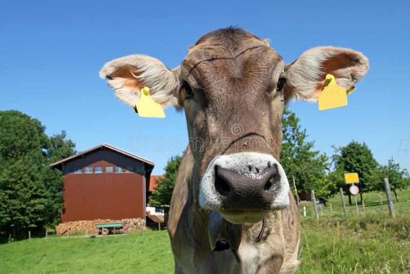 Pretty cow stock photo. Image of benefit, animal, bell - 26237692