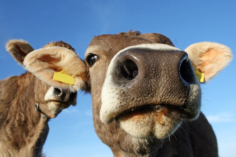 A pretty cow stock image. Image of bell, farmer, benefit - 27283337