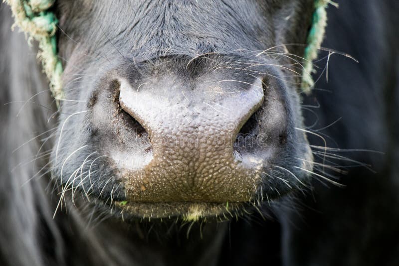 A cow s nose stock image. Image of hair, bovine, animal - 5036721
