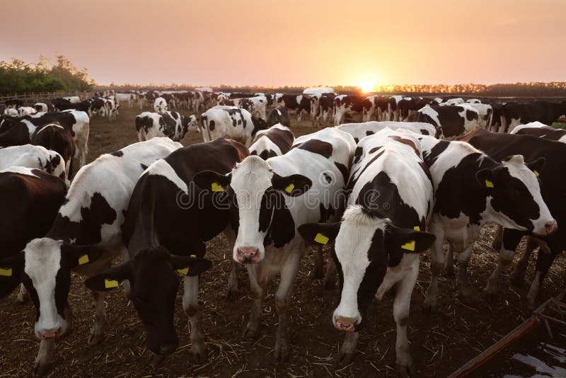 Pretty Cows in Cattle Pen. Animal Husbandry Stock Image - Image of ...