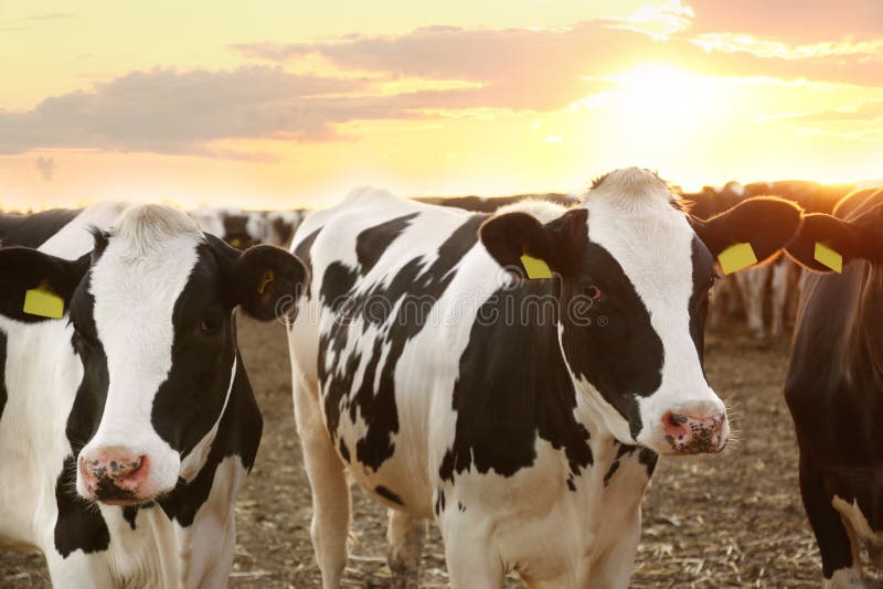 Pretty Cows on Farm at Sunset Animal Husbandry Stock Image - Image of ...