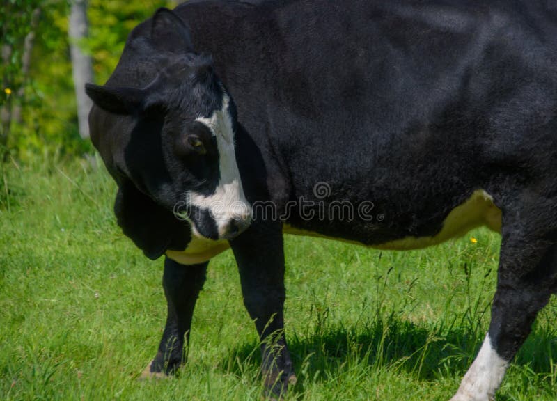 Pretty Cows in a Quebec Farm Stock Image - Image of farm, canadian ...