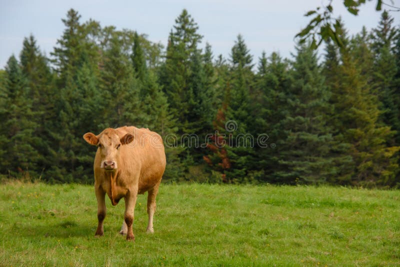 Pretty Cows in a Quebec Farm Stock Image - Image of pasture, grazing ...