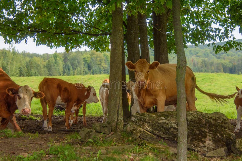 Pretty Cows in a Quebec Farm Stock Photo - Image of livestock, graze ...