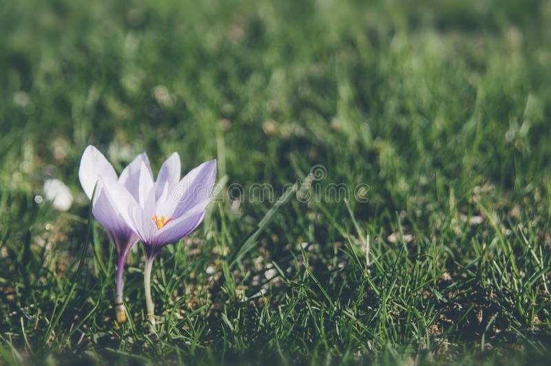 Pretty Crocus on Green Grass. Retro Filter, Spring Mood Stock Image ...