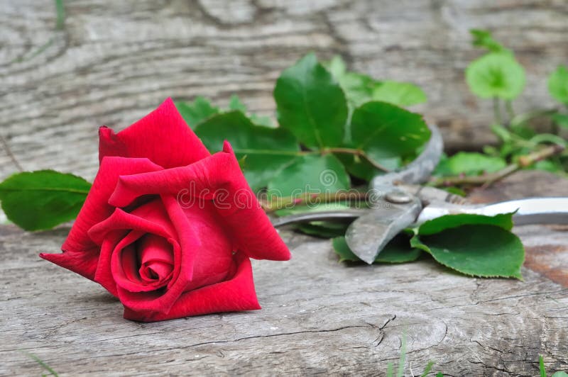 Pretty cut red rose stock photo. Image of pick, planks - 25101620