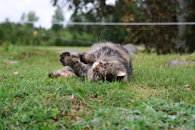 Pretty, Cute Cat on a Meadow Playing in Skaraborg Sweden Stock Image ...