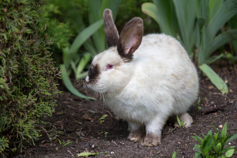 Pretty Cute Rabbit in a Bushes Stock Image - Image of nature, brown ...