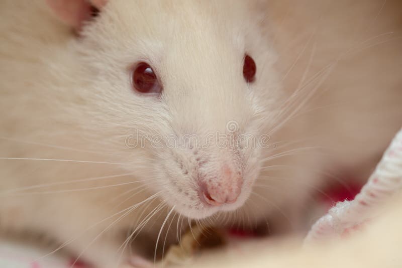 Adorable White Fancy Pet Rat Stock Photo - Image of little, nose: 201200714