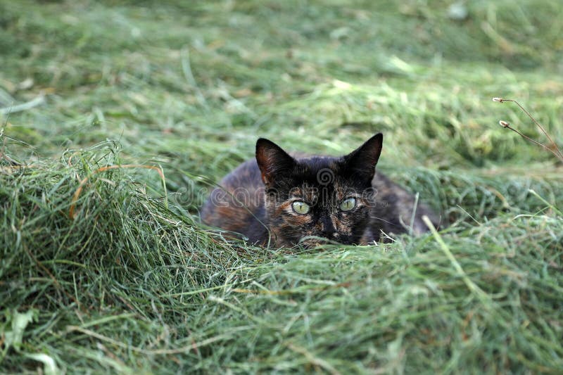 A Pretty Cute Young Tortoiseshell Cat in the Hay Stock Image - Image of ...