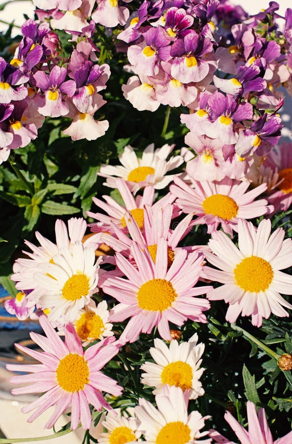 Pretty daisies close up stock image. Image of stem, garden - 32556479