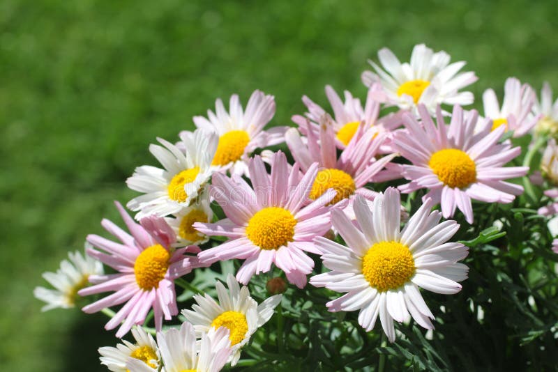 Pretty daisies close up stock photo. Image of fresh, pink - 32556514