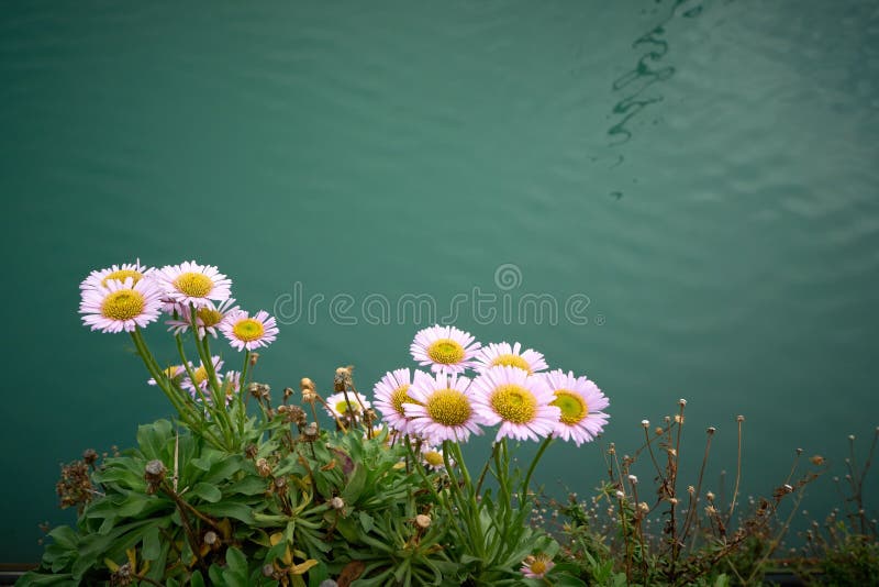 Pretty Daisy Flowers Growing at the Shore Stock Image - Image of ...