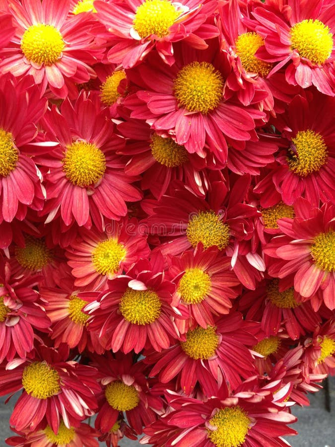 Pretty Daisy stock photo. Image of pink, plants, daisies - 94527904