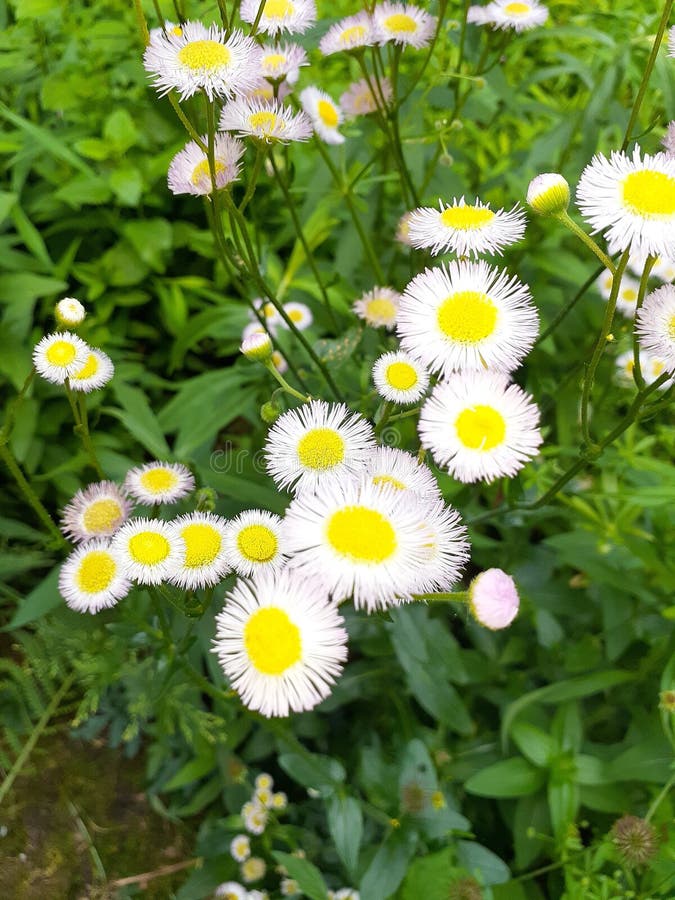 Pretty Daisy& X27;s in a Meadow Stock Image - Image of daisy, prairie ...