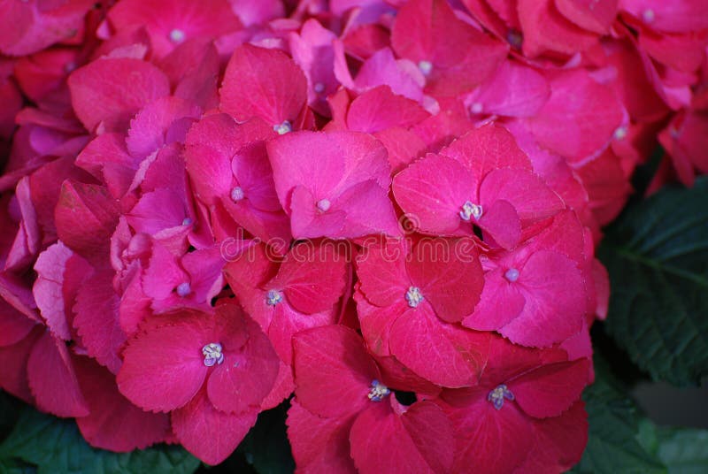 Pretty Dark Hot Pink Hydrangea Blossom Flowering Stock Image - Image of ...