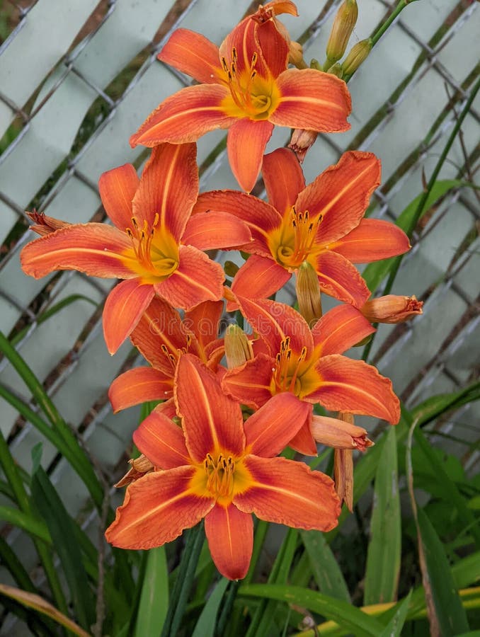 Pretty Pretty Day Lilly and Fences Stock Image - Image of plant, pretty ...